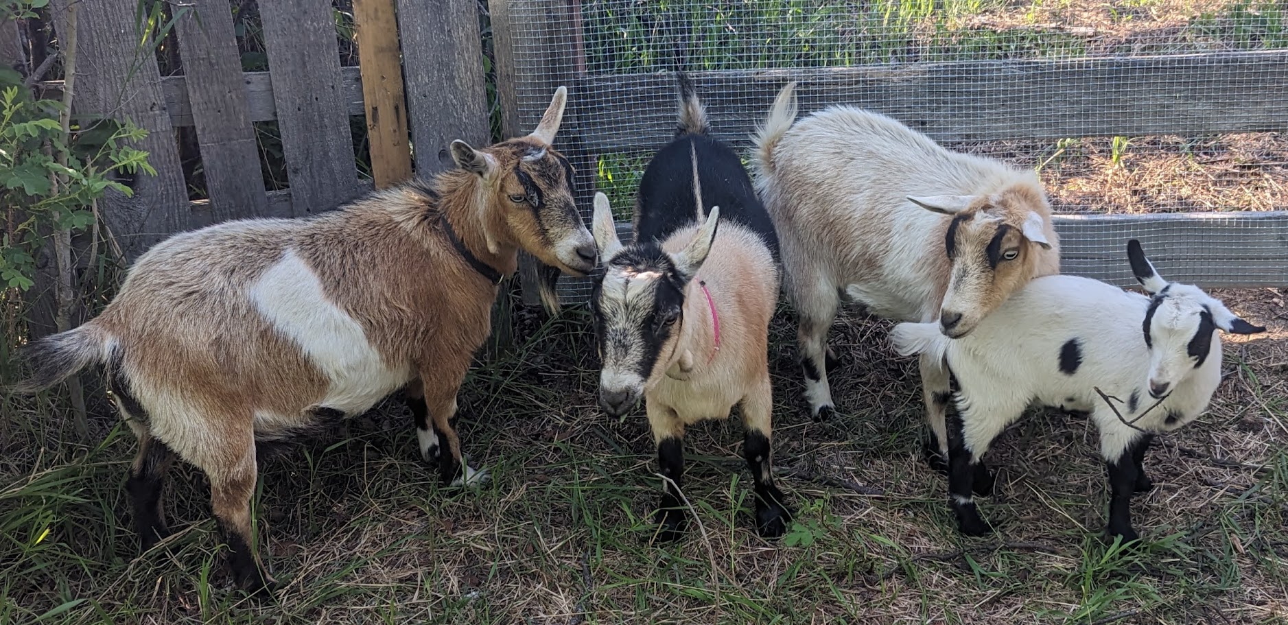 Our Latest Hobby Farm – Discover farm life at our hobby farm near Pike Lake